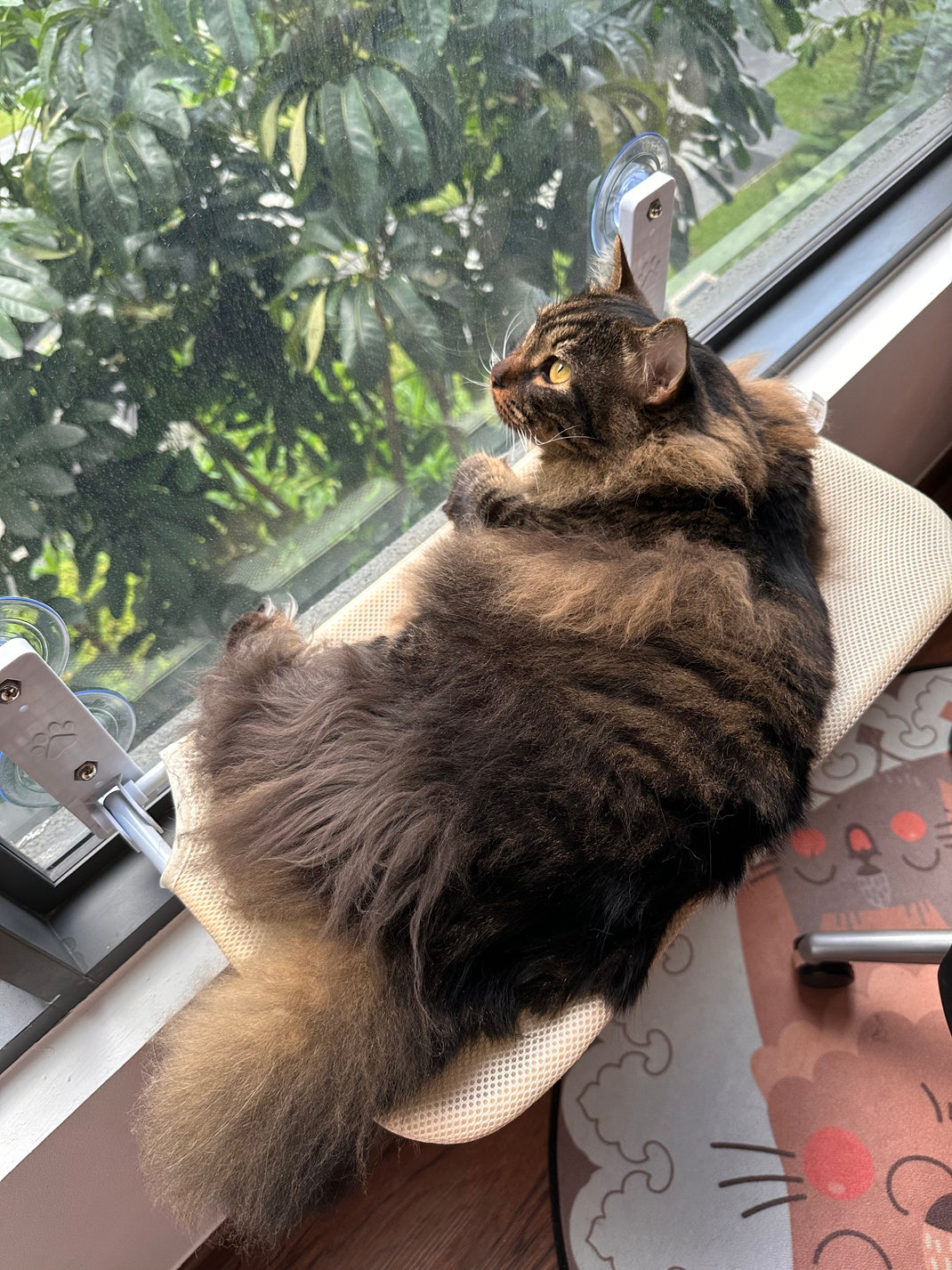 About – Moshicat